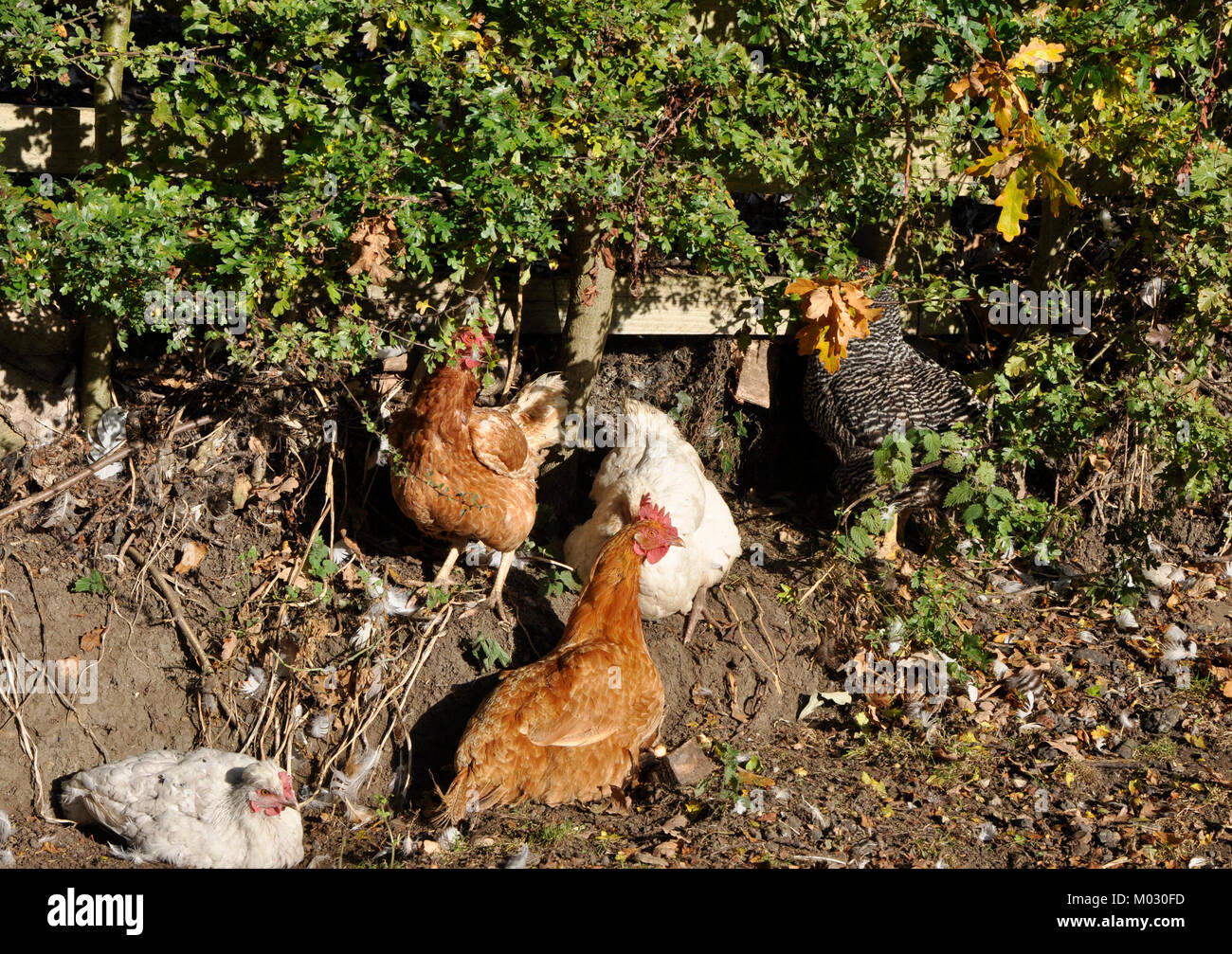 Razze di gruppo immagini e fotografie stock ad alta risoluzione - Alamy