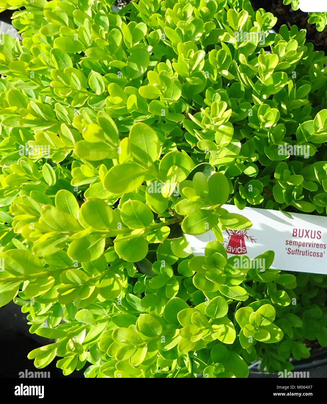 Suffruticosa buxus sempervirens immagini e fotografie stock ad alta ...