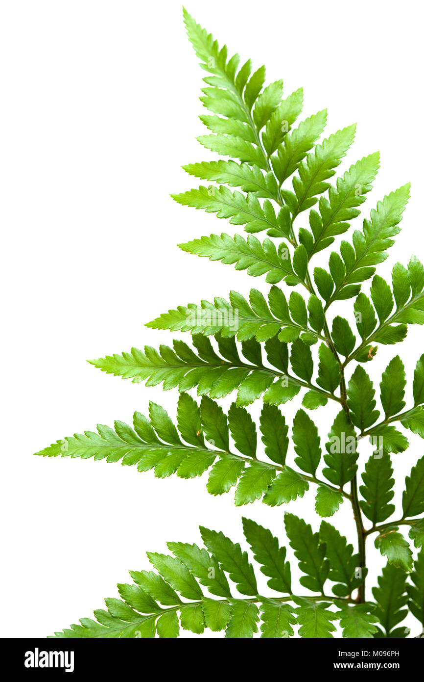 Felce a foglia di cuoio immagini e fotografie stock ad alta risoluzione ...