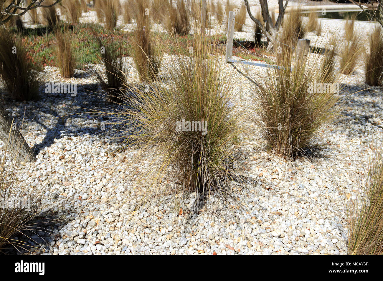Austrostipa stipoides immagini e fotografie stock ad alta risoluzione ...