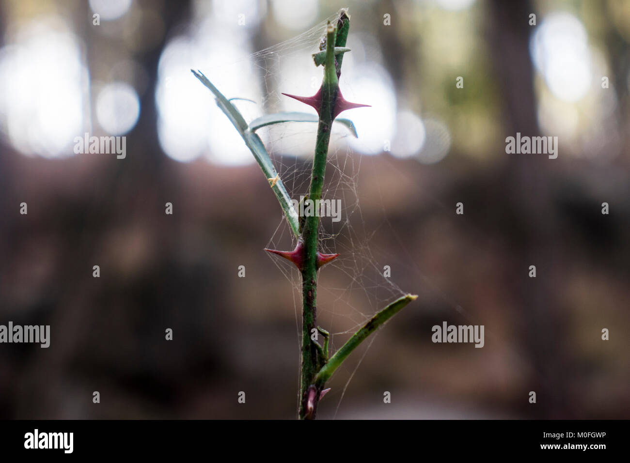 Pianta con spine immagini e fotografie stock ad alta risoluzione - Alamy