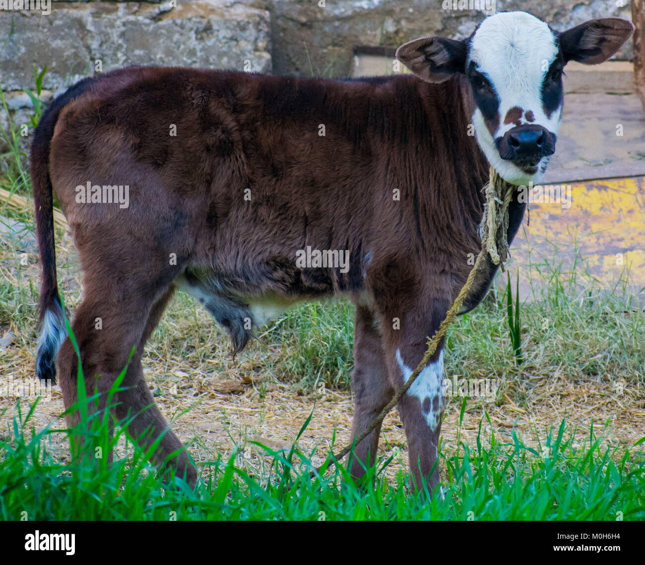 Maschio di vitello immagini e fotografie stock ad alta risoluzione - Alamy