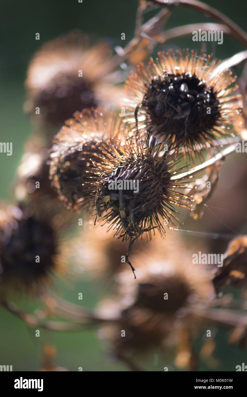 Pianta di bava immagini e fotografie stock ad alta risoluzione - Alamy
