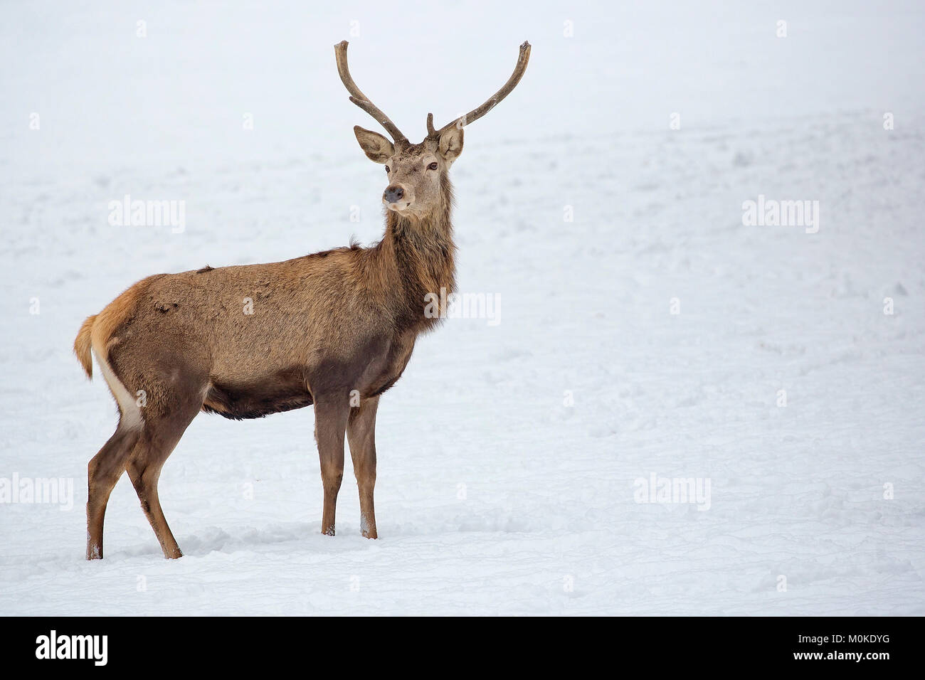 Cervo animale immagini e fotografie stock ad alta risoluzione - Alamy