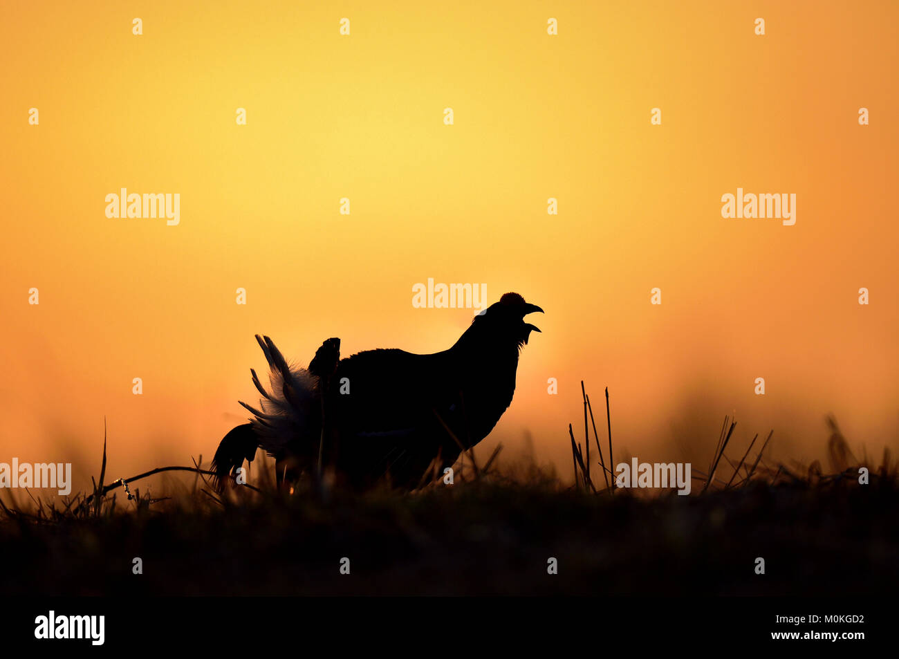 Silhouette di gallo forcello sul cielo rosso sfondo. (Tetrao tetrix ...