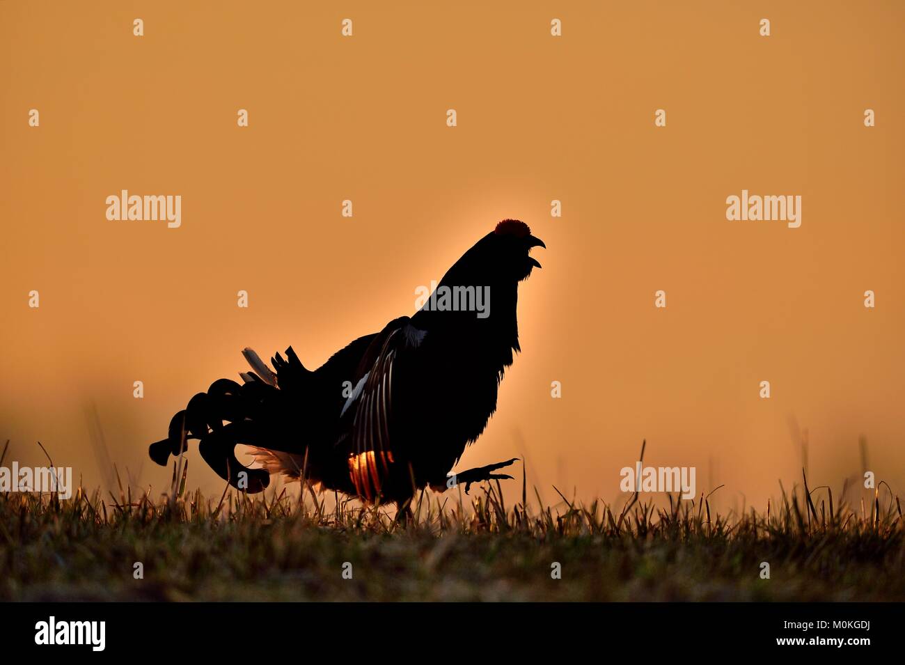 Silhouette di gallo forcello sul cielo rosso sfondo. (Tetrao tetrix ...