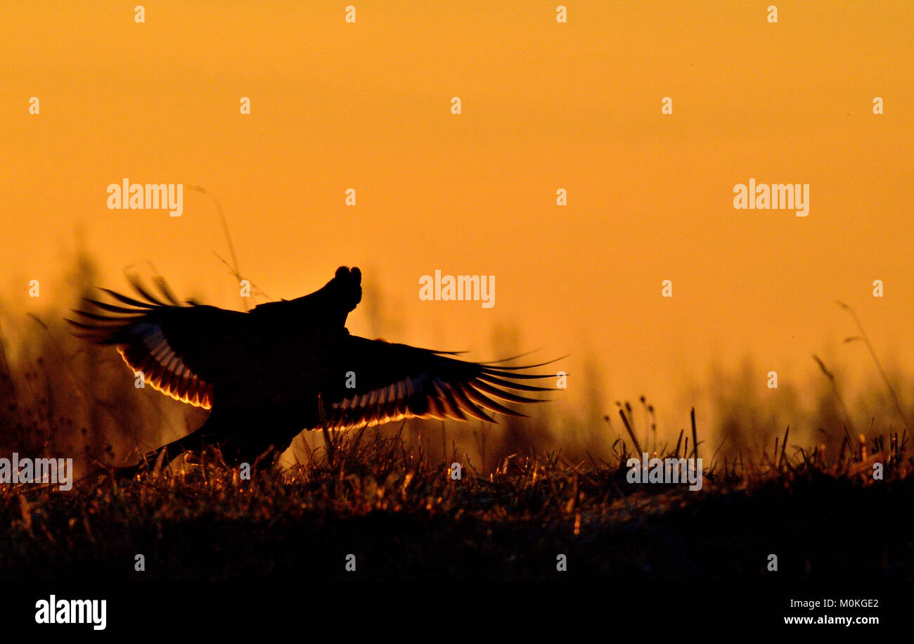 Silhouette di gallo forcello sul cielo rosso sfondo. (Tetrao tetrix ...