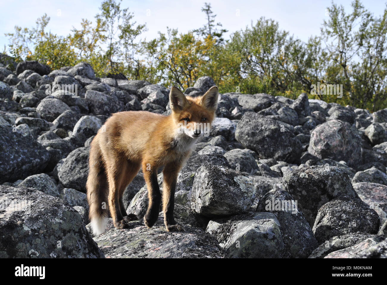Muso della volpe immagini e fotografie stock ad alta risoluzione - Alamy