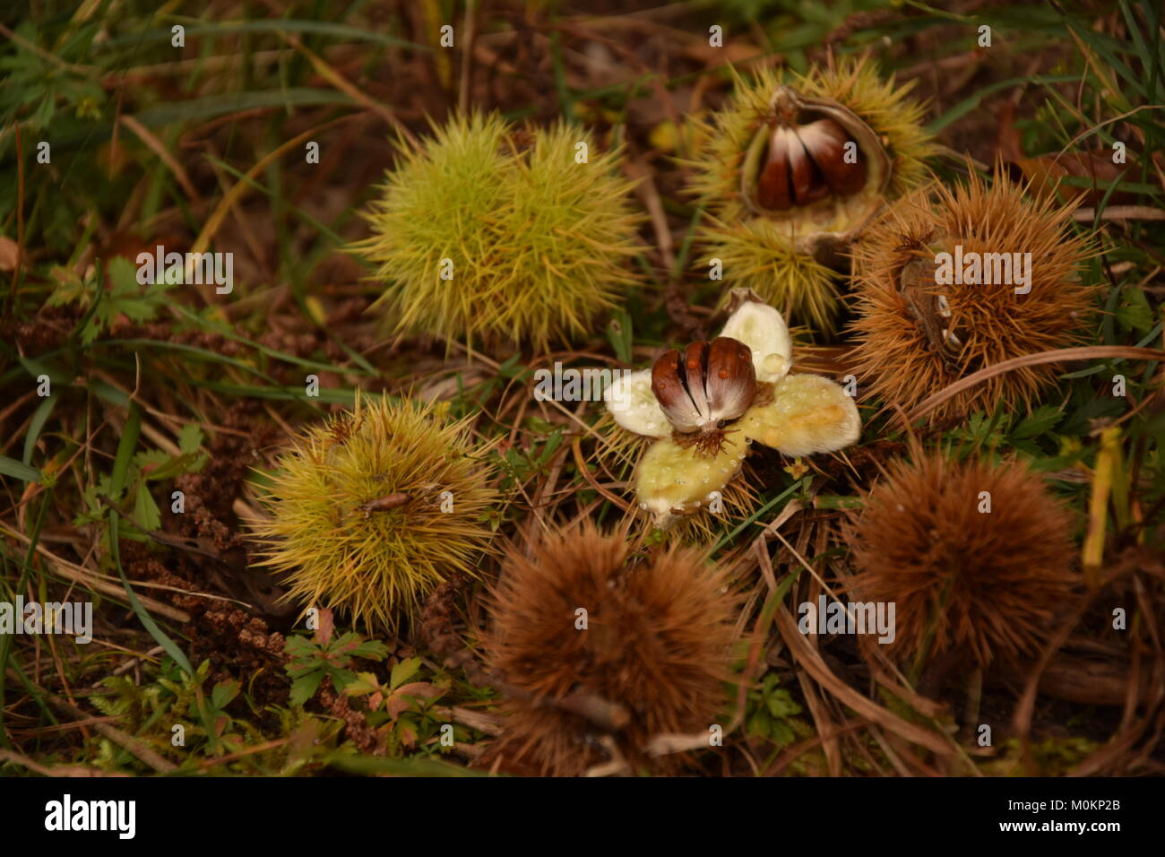 Foresta di castagni immagini e fotografie stock ad alta risoluzione - Alamy