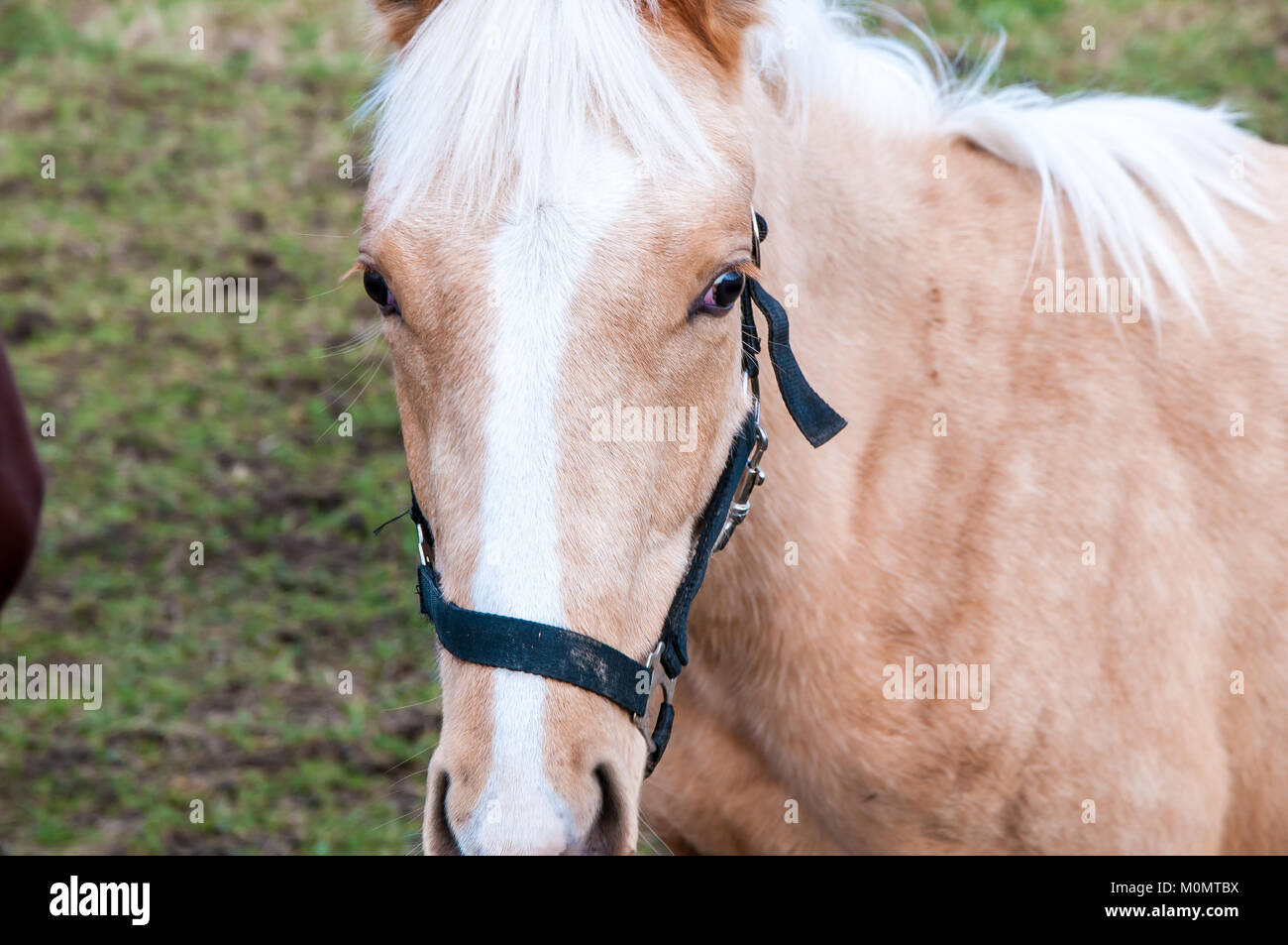 Sagoma di testa di cavallo immagini e fotografie stock ad alta ...