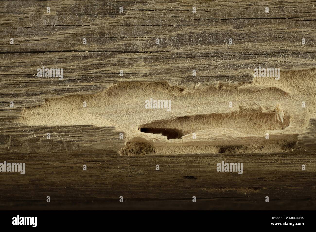 Legname marcio o legno immagini e fotografie stock ad alta risoluzione ...