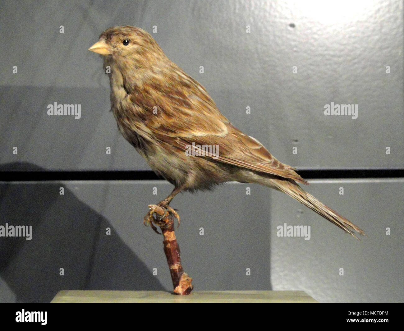 La TIC (*Linaria flavirostris*) è un piccolo uccello passerino bruno ...