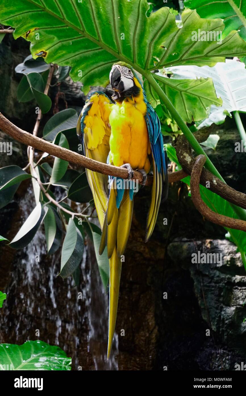 Pappagallo dai colori brillanti immagini e fotografie stock ad alta ...