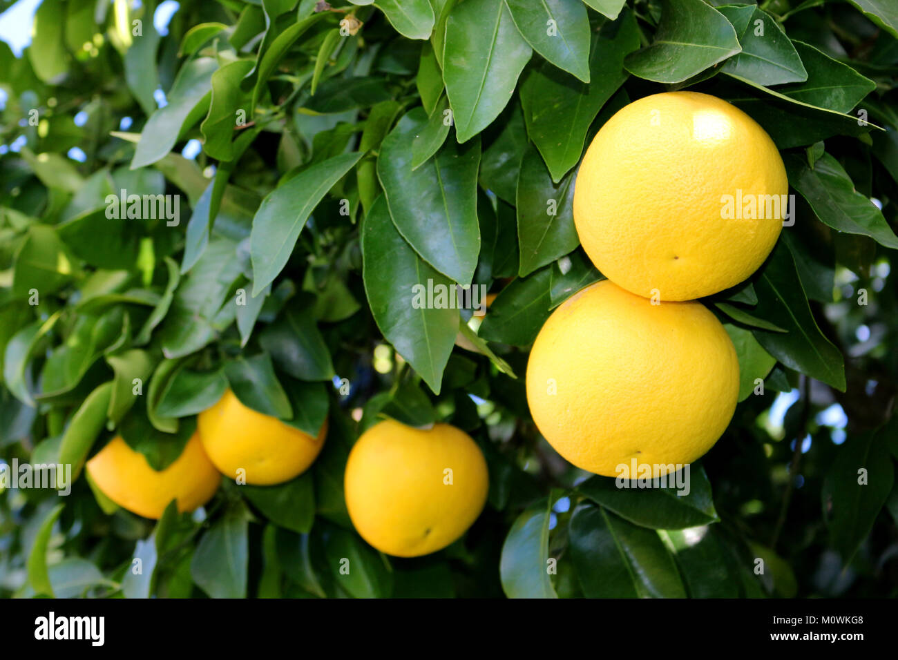 Frutta appesa immagini e fotografie stock ad alta risoluzione - Alamy