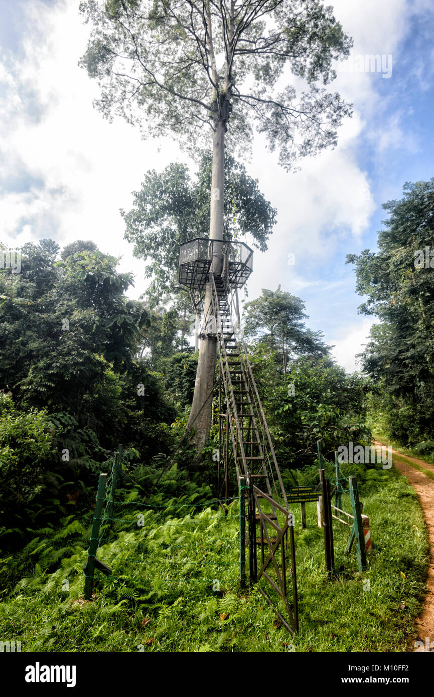 Albero alto foresta pluviale immagini e fotografie stock ad alta ...