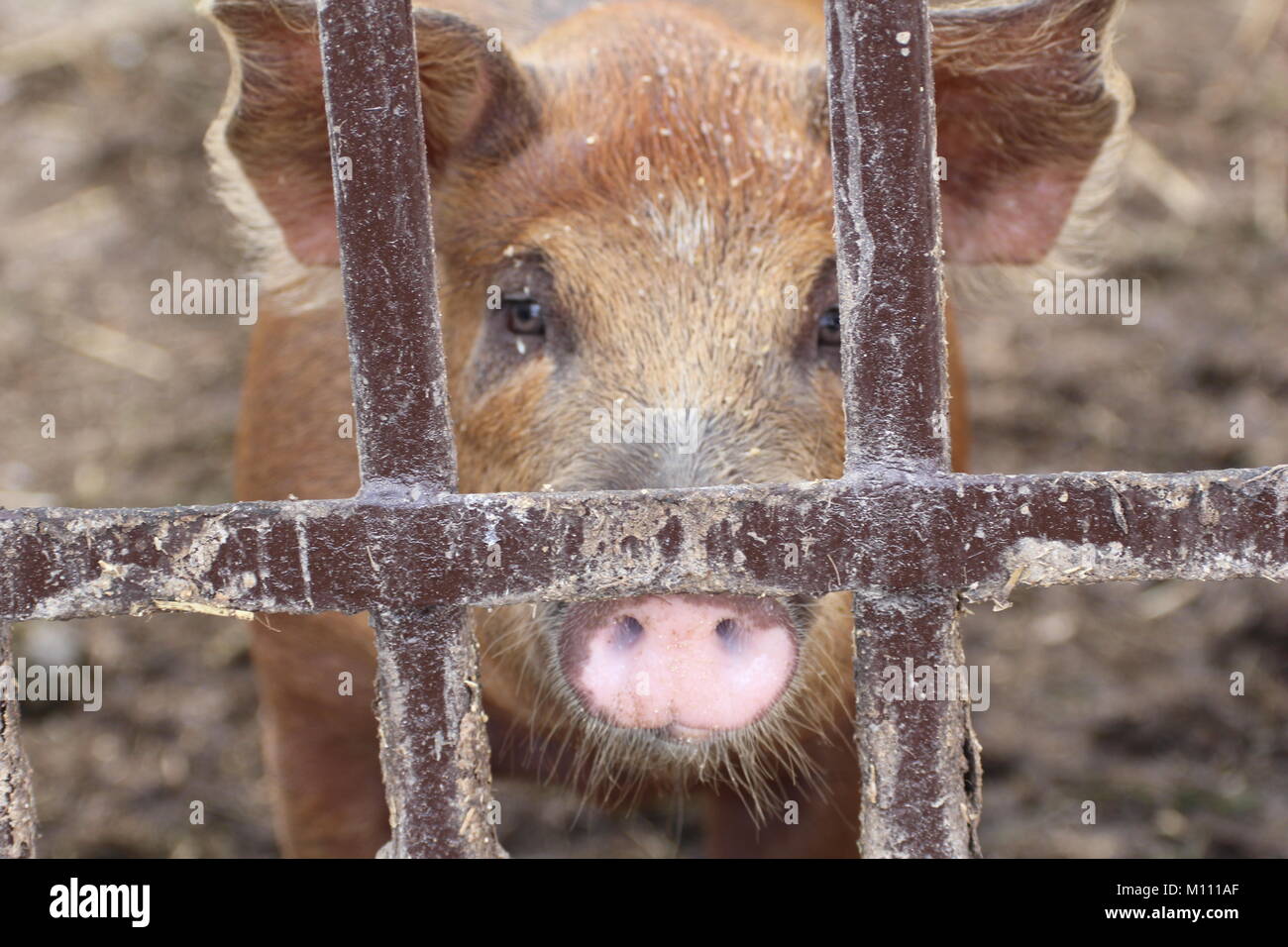Maialino selvaggio immagini e fotografie stock ad alta risoluzione - Alamy