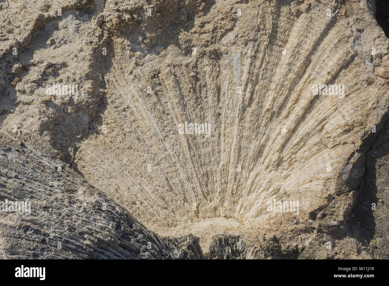 Fossile corallo immagini e fotografie stock ad alta risoluzione ...