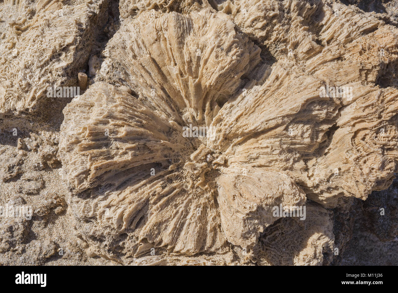 Fossile corallo immagini e fotografie stock ad alta risoluzione - Alamy