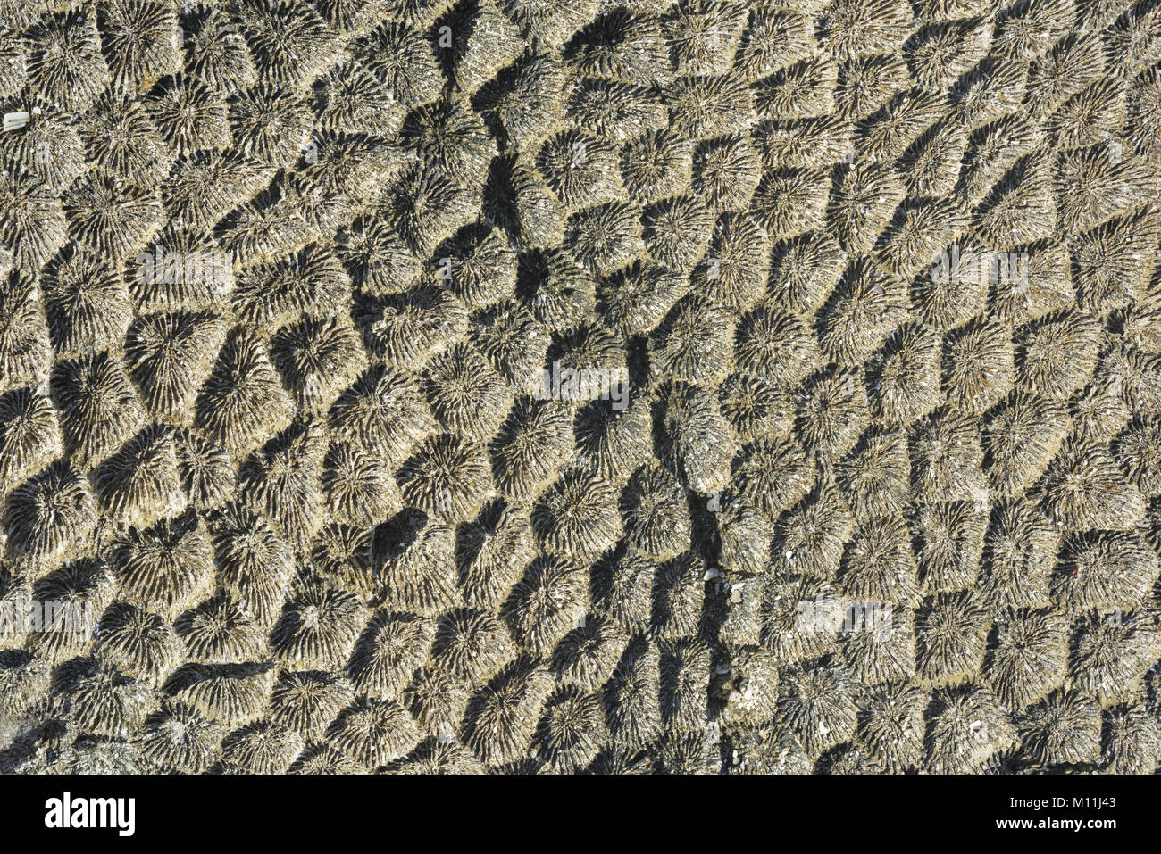 Fossile corallo immagini e fotografie stock ad alta risoluzione ...