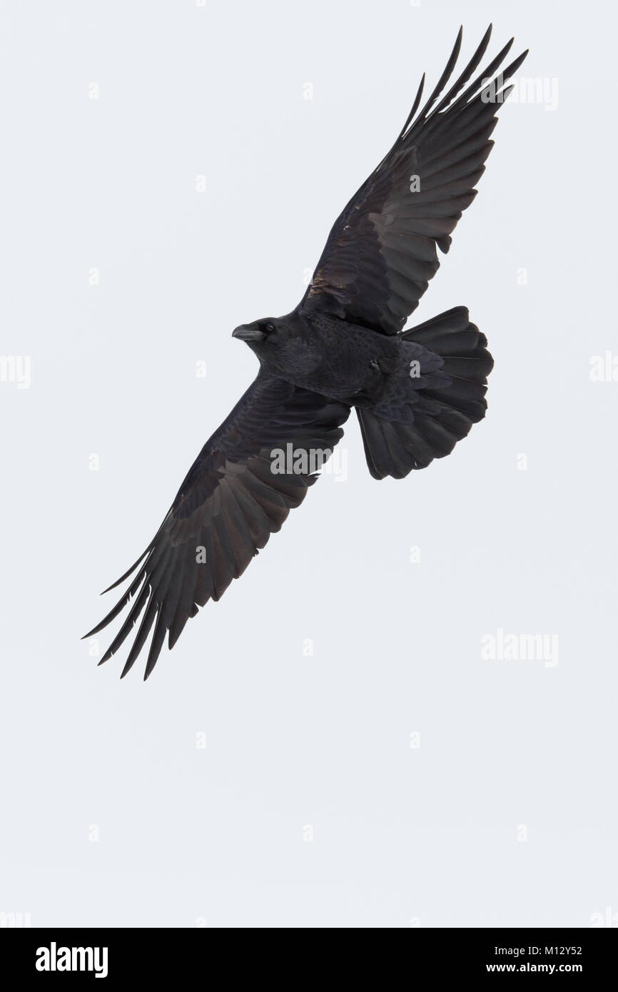 Ritratto battenti isolato nord del corvo imperiale (Corvus corax) ali ...