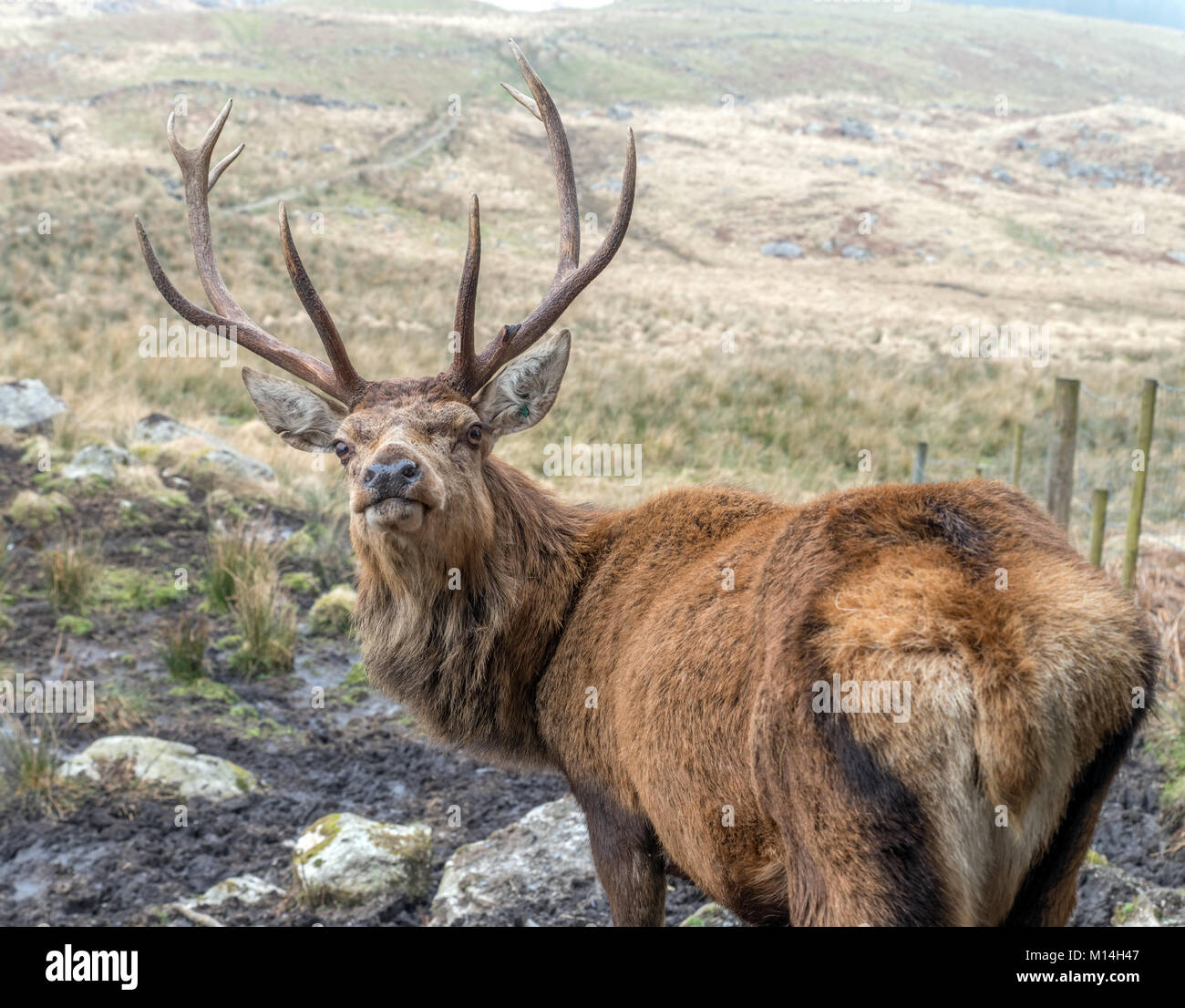 Fauna selvatica della brughiera immagini e fotografie stock ad alta ...
