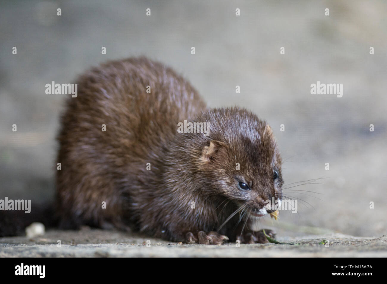 Visone europeo immagini e fotografie stock ad alta risoluzione - Alamy