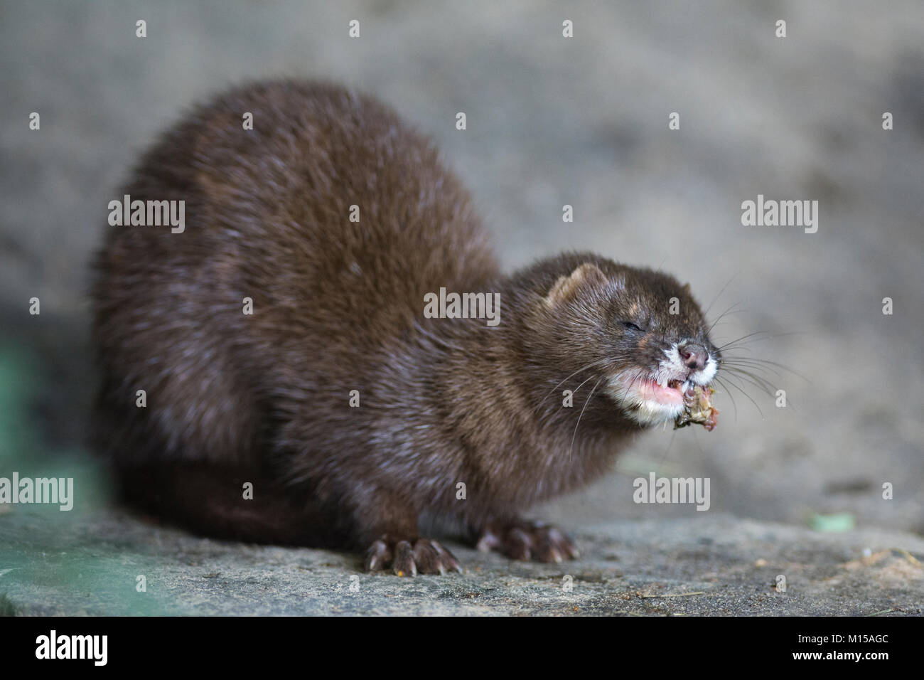 Visone europeo immagini e fotografie stock ad alta risoluzione - Alamy