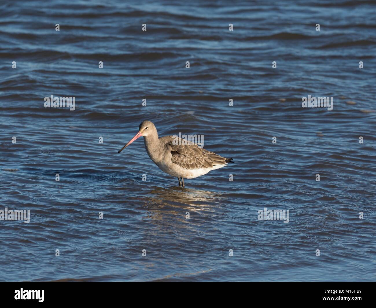 Lapponica immagini e fotografie stock ad alta risoluzione - Alamy