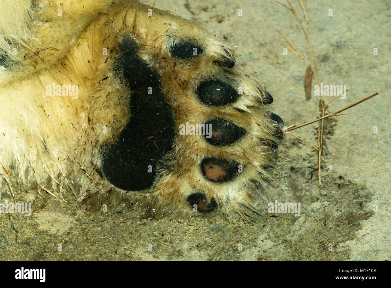 Close up di artigli di orso polare immagini e fotografie stock ad alta ...