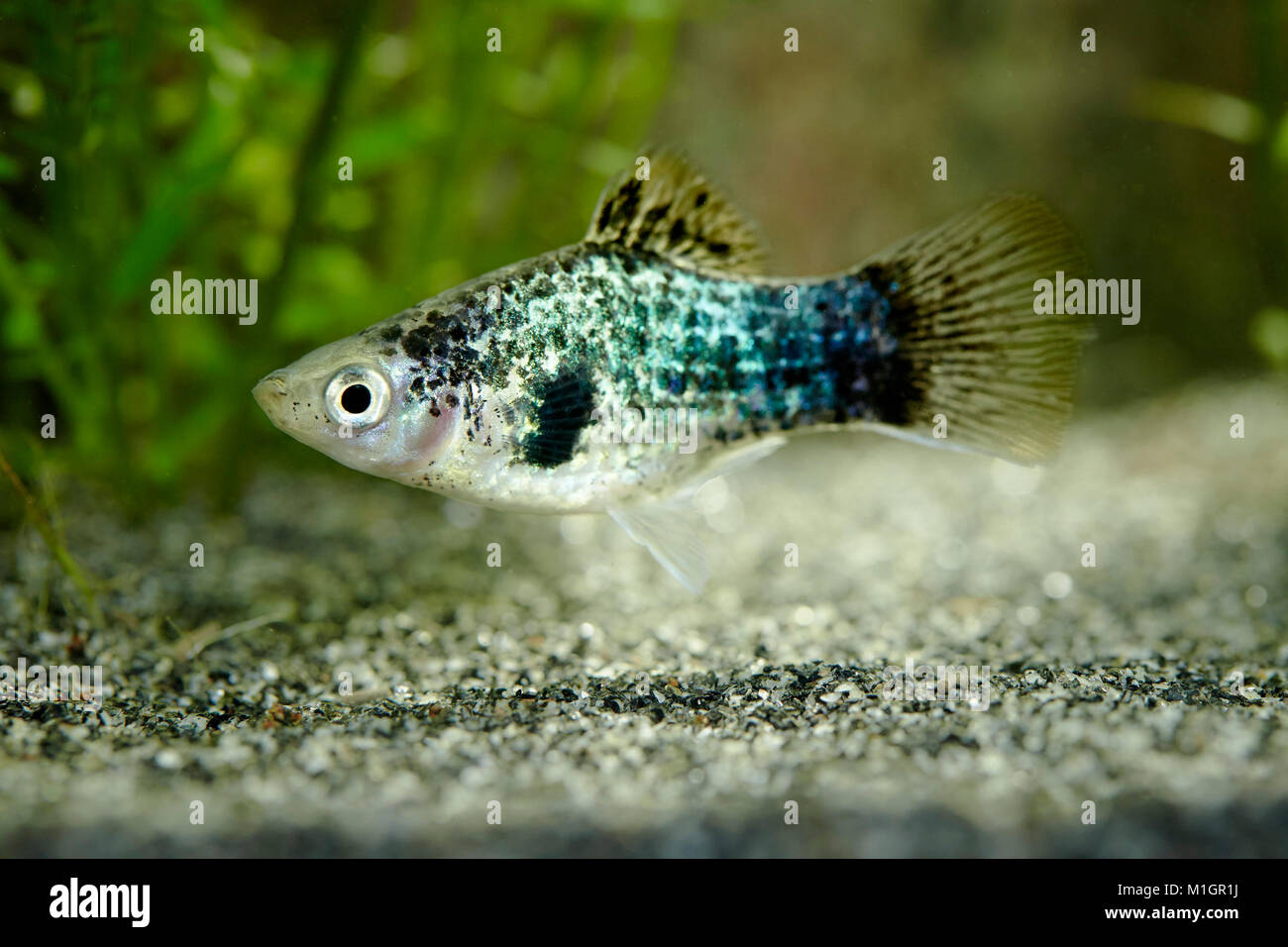 Southern platyfish xiphophorus maculatus immagini e fotografie stock ad ...