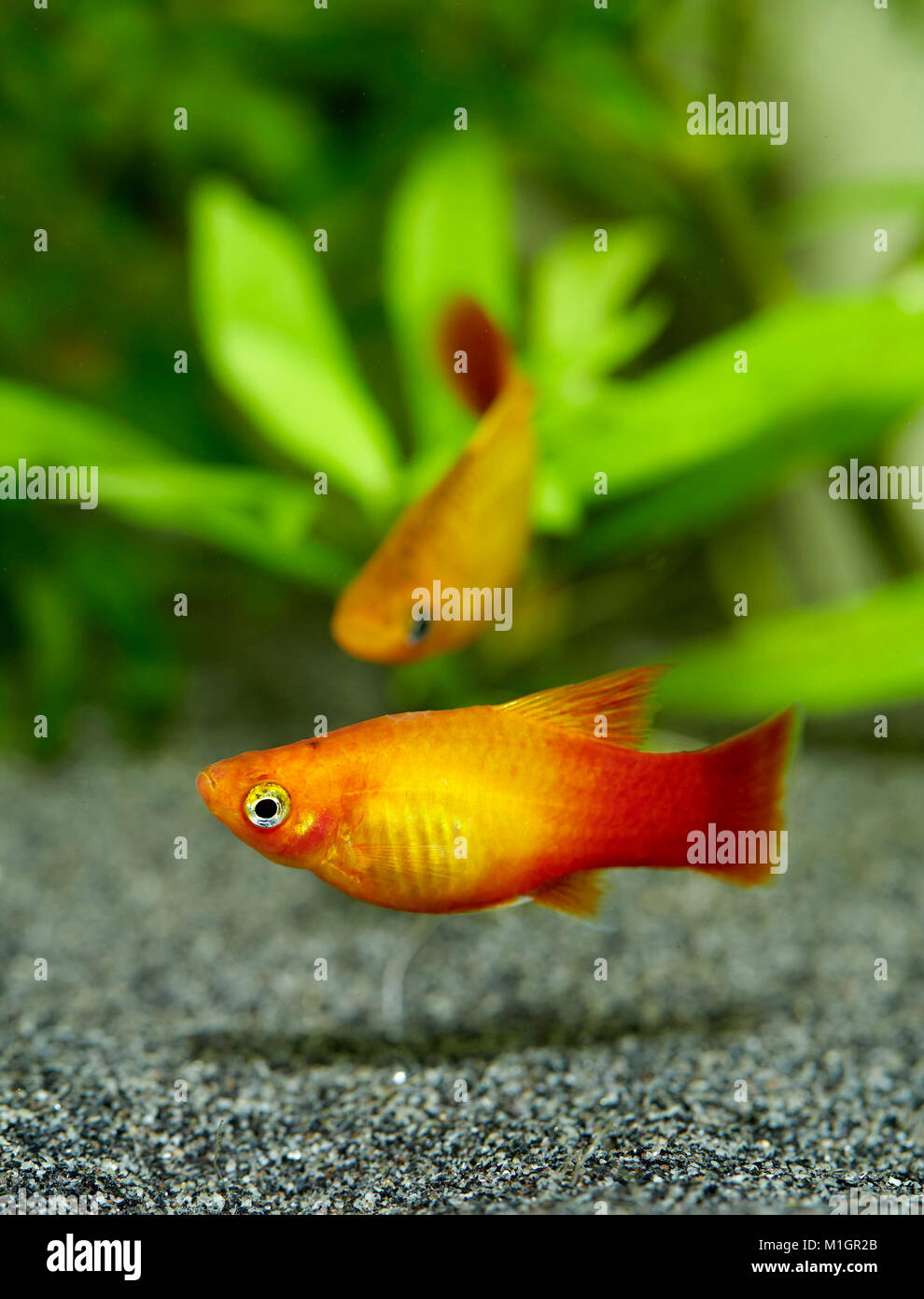 Southern platyfish xiphophorus maculatus immagini e fotografie stock ad ...