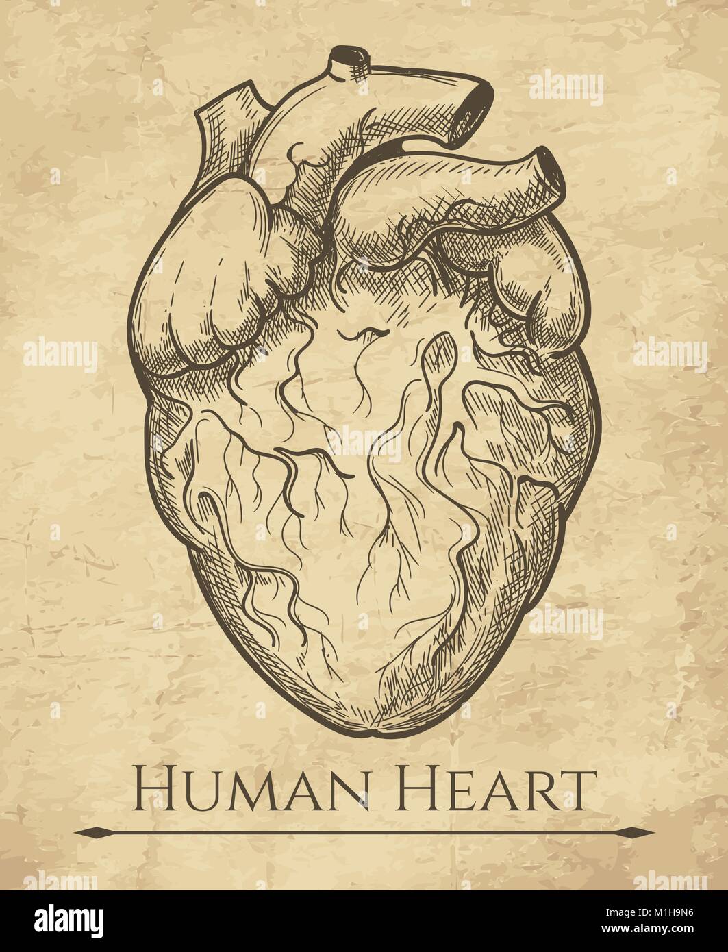 Cuore umano sketch. Cuore anatomico organo disegno di attacco, medico ...