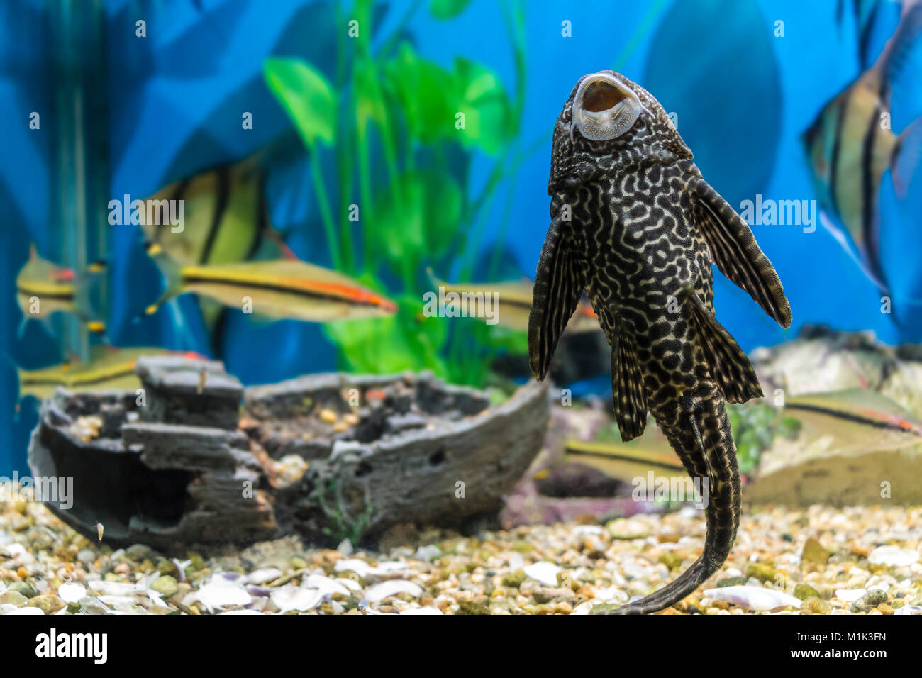 Acquario di pesce ventosa immagini e fotografie stock ad alta ...