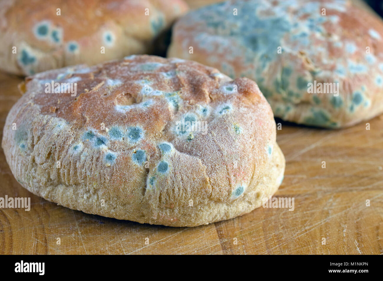 Muffa del pane immagini e fotografie stock ad alta risoluzione - Alamy