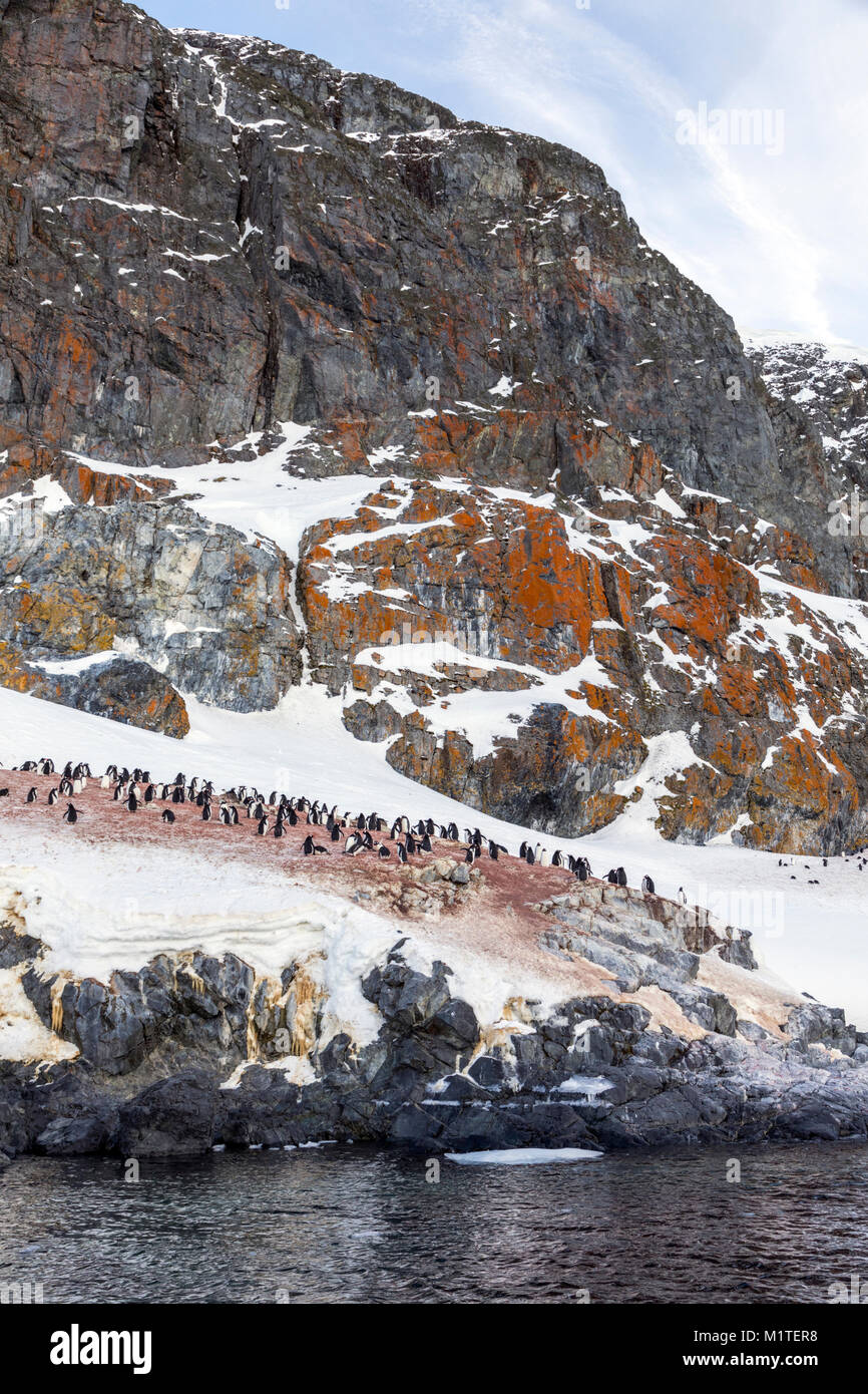 Long-tailed pinguino papua; Pygoscelis papua; Ronge isola; penisola ...