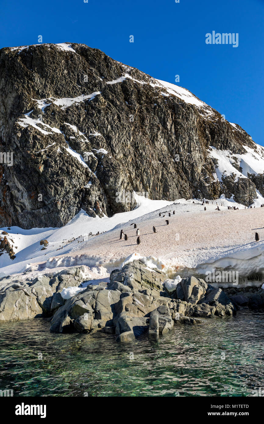 Long-tailed pinguino papua; Pygoscelis papua; Isola Rongé; penisola ...