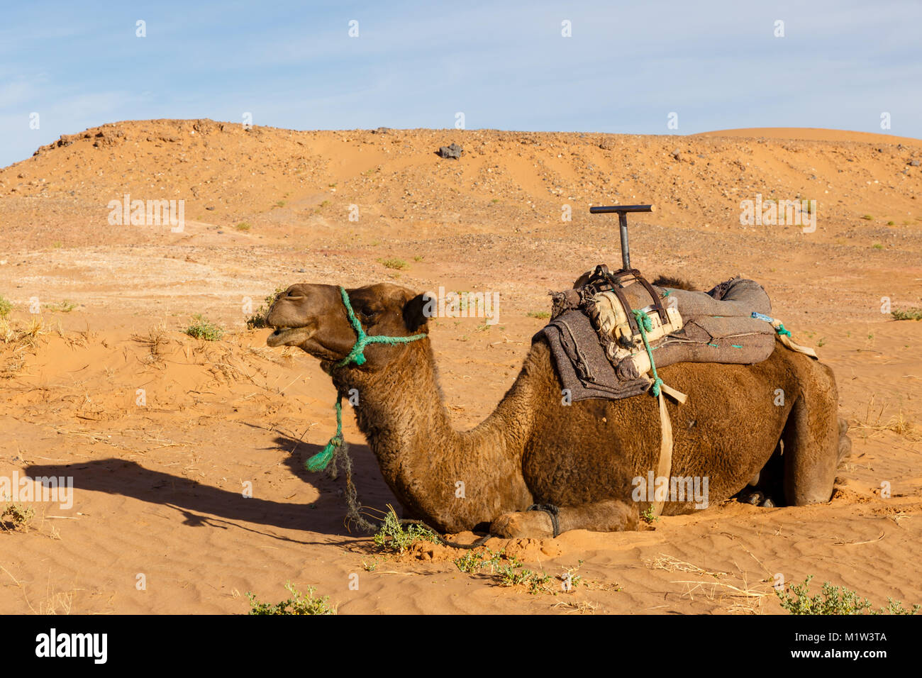 Punta di cammello immagini e fotografie stock ad alta risoluzione - Alamy