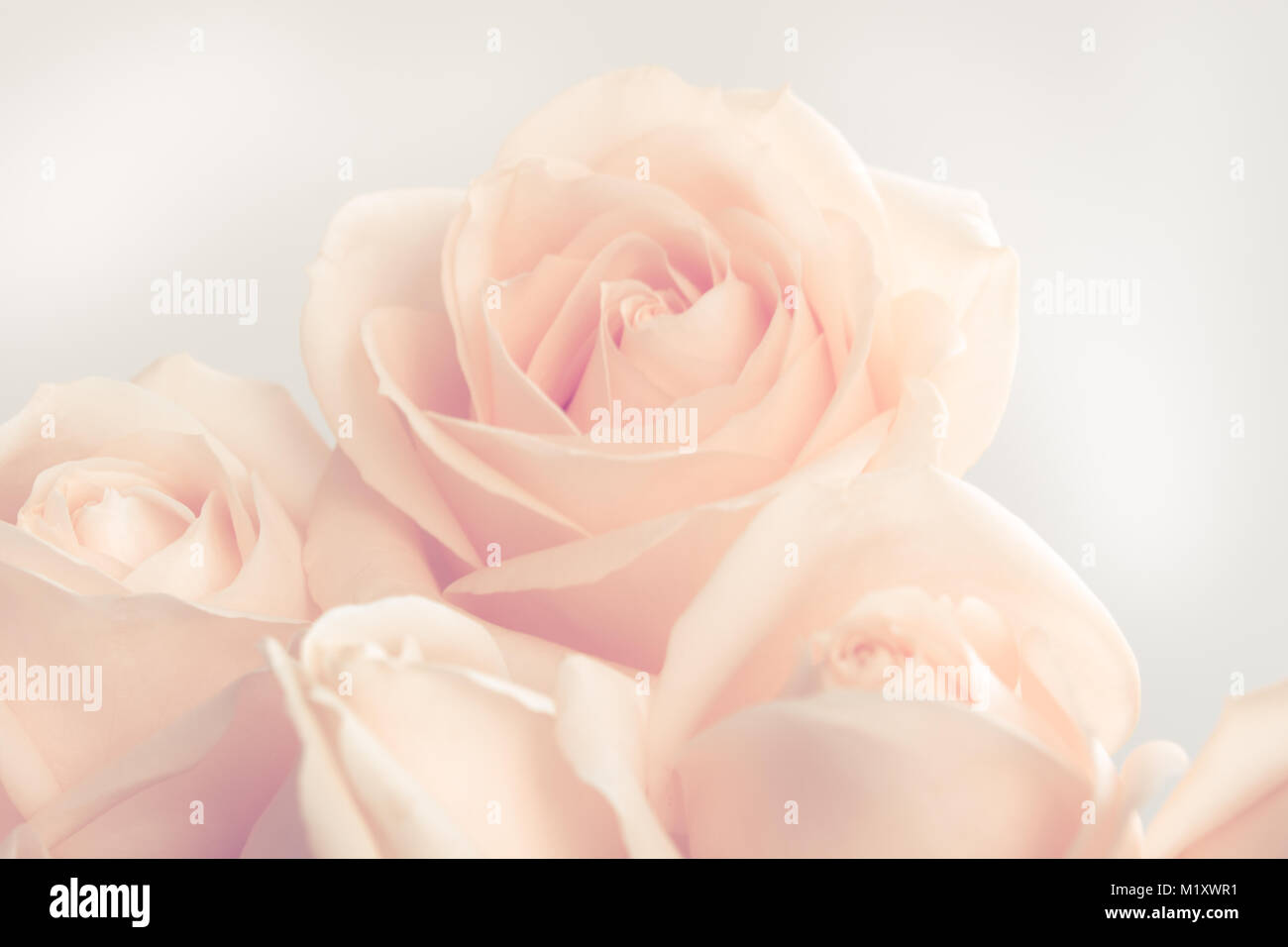 Fondos neutro immagini e fotografie stock ad alta risoluzione - Alamy