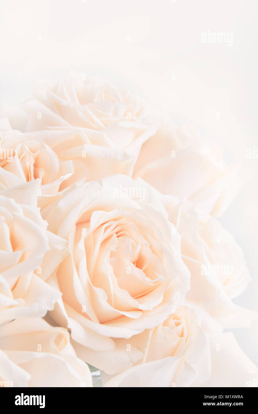 Sfondo neutro immagini e fotografie stock ad alta risoluzione - Alamy