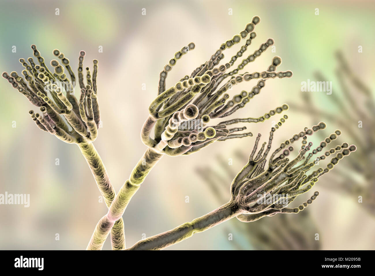 Fungo Penicillium. Illustrazione del calcolatore di Penicillium sp ...