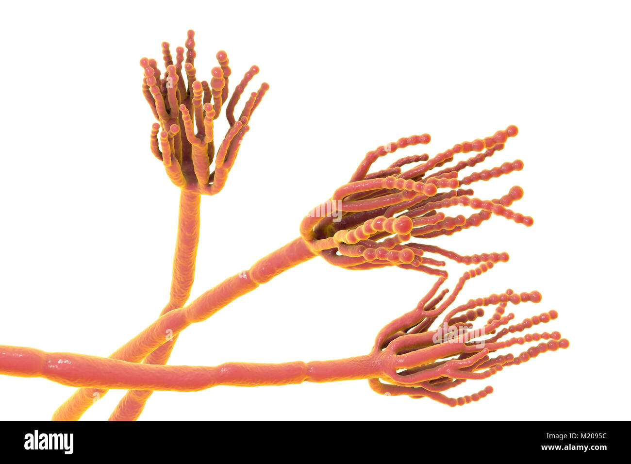 Fungo Penicillium. Illustrazione del calcolatore di Penicillium sp ...