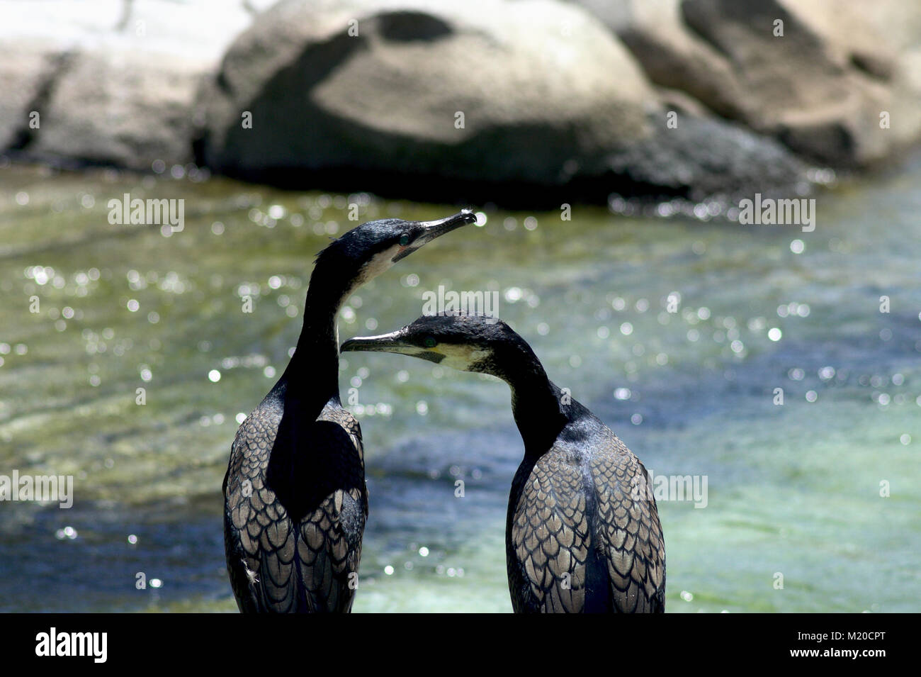 Uovo di cormorano immagini e fotografie stock ad alta risoluzione - Alamy