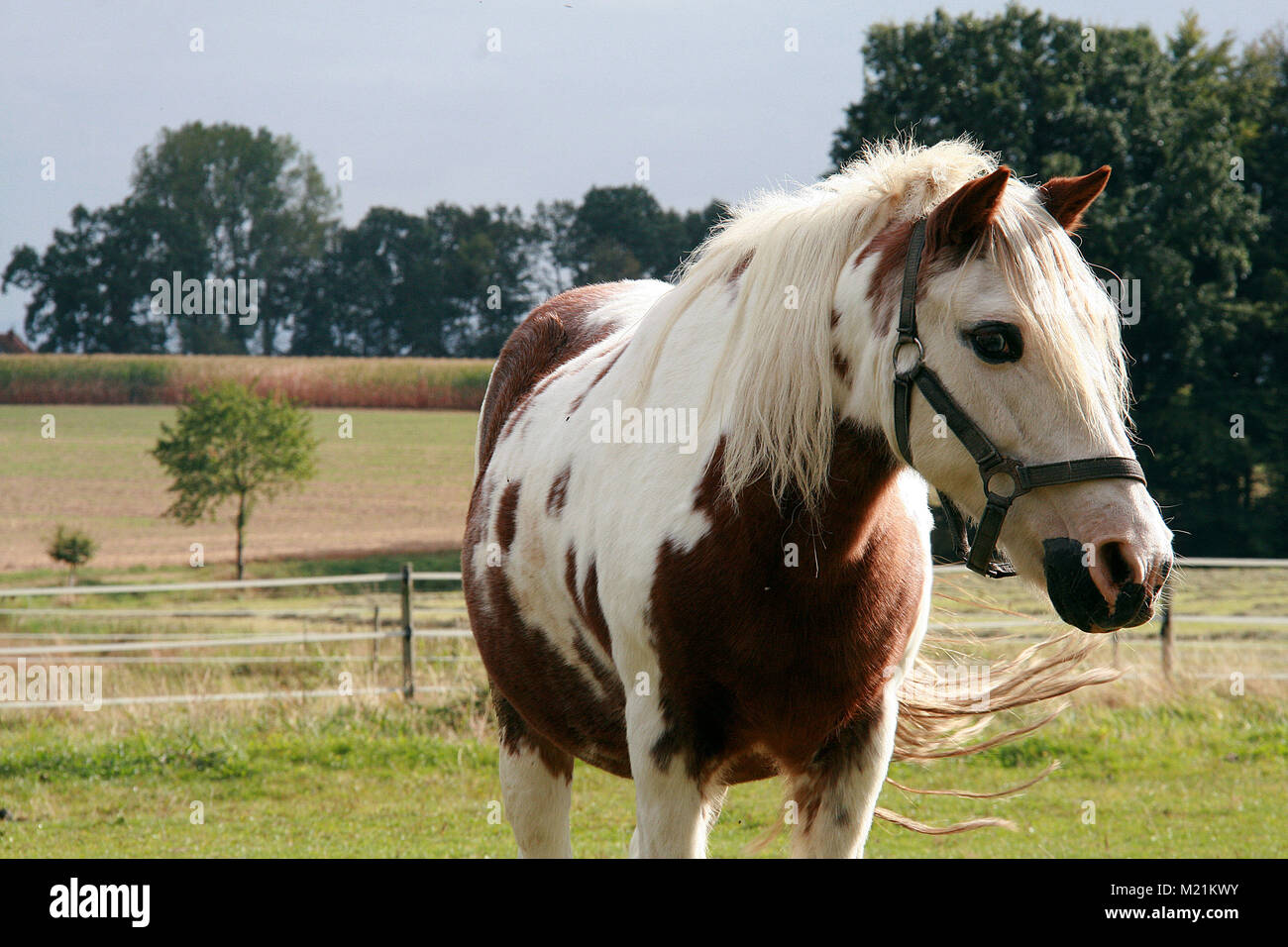 Cavallo bianco con macchie marroni immagini e fotografie stock ad alta ...
