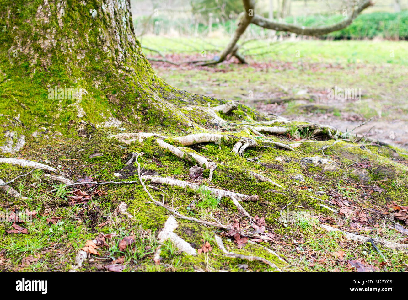 Radici dell'albero in superficie immagini e fotografie stock ad alta ...