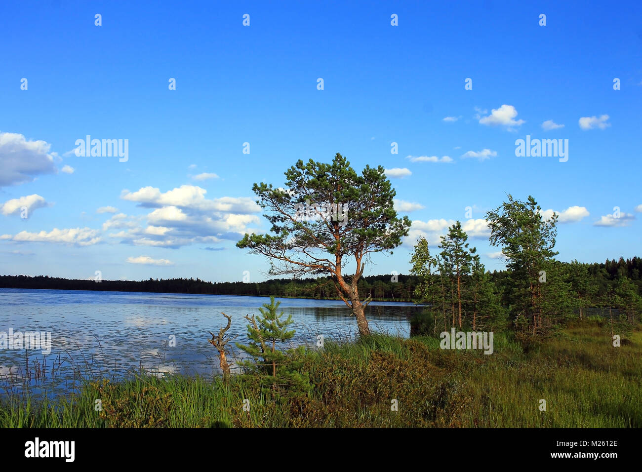 Lago di palude immagini e fotografie stock ad alta risoluzione - Alamy