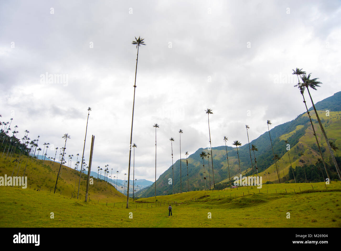 Colombia,Salento,Quindío,Valle del Cocora,cera palm, Parque Nacional de ...