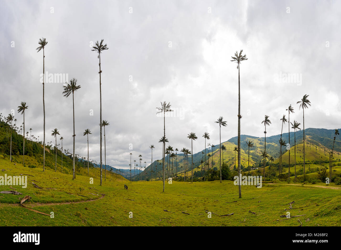 Colombia,Salento,Quindío,Valle del Cocora,cera palm, Parque Nacional de ...
