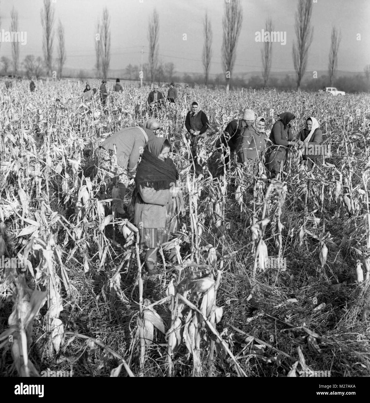 Cooperativa agricola statale nella Romania comunista, negli anni '70 ...
