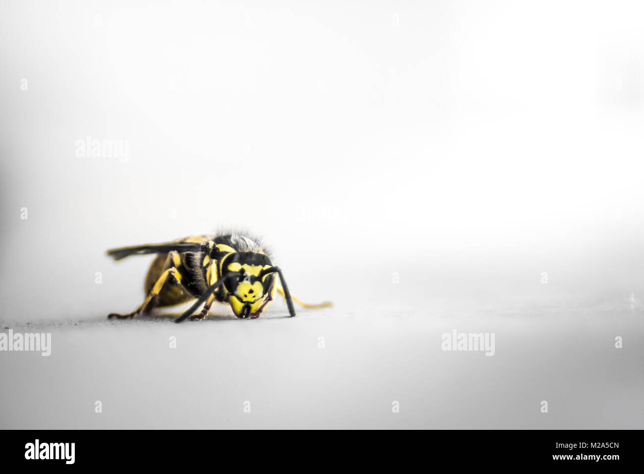 Ape esotica immagini e fotografie stock ad alta risoluzione - Alamy