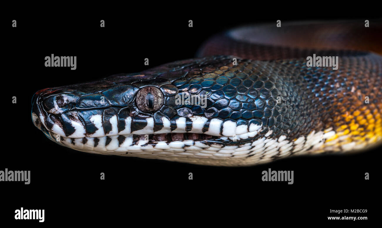 Sfondo bianco e papua nuova guinea immagini e fotografie stock ad alta ...